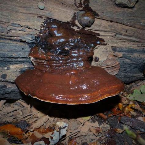 Beeswax Bracket Ganoderma Pfeifferi Mushroom Identification Habitat And Uses