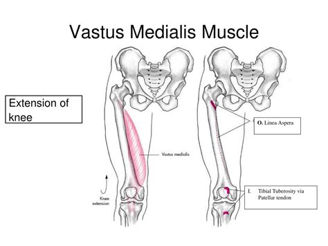 Ppt The Knee Joint Powerpoint Presentation Id 634195