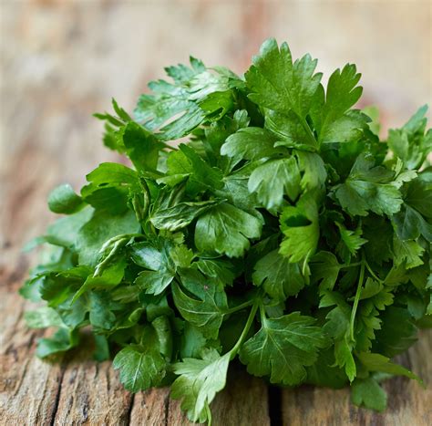 Cilantro Leaves