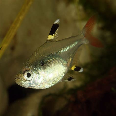 X Ray Tetra A Complete Care Guide Tetra Fish Care