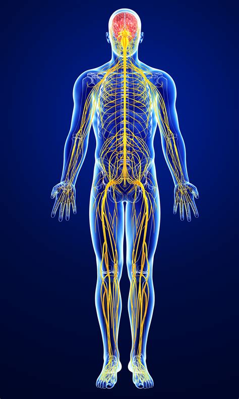 Nervous System Conditions Related To Lupus