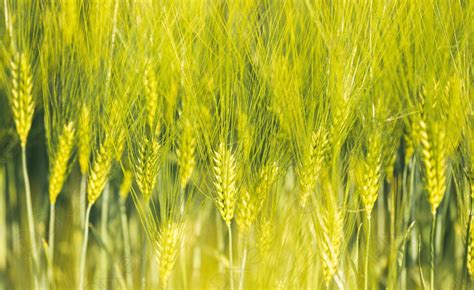 Icar Creates Heat Resistant Wheat Order Of India
