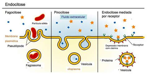 Transportes De Membrana Endocitose E Exocitose