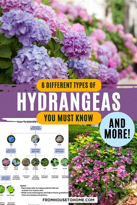 Best 12 Types Of Hydrangeas And How To Identify Them Artofit