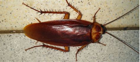 Heres Why Cockroaches Love Your Clean Home Abc Blog