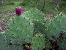 Nopales Tunas And Pitayas Mexconnect