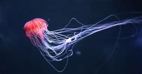 How Jellyfish Regenerate Lost Tentacles Discovered Shiftdeletenet Global