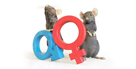 The Sexual Dimorphism Dilemma Embls European Bioinformatics Institute