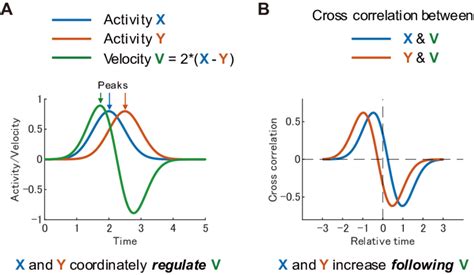 Temporal Cross Correlation Between Intracellular Molecular Activity And