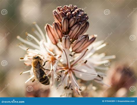 Close Up Of Worker Bee Pollinating A Wildflower During Spring Stock