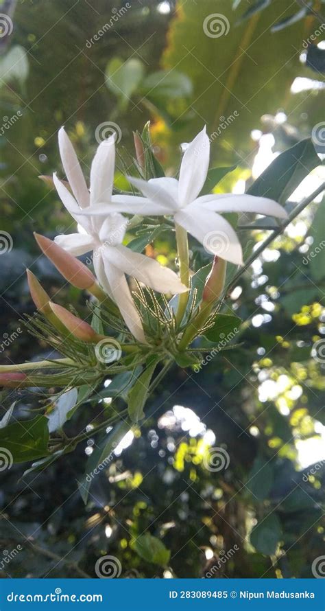 Pichcha Flower Stock Image 252683383