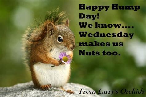 Happy Wednesday Squirrel Fun Pinterest