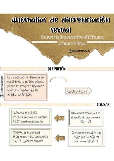 Resúmenes De Diferenciación Sexual Descarga Apuntes De Diferenciación
