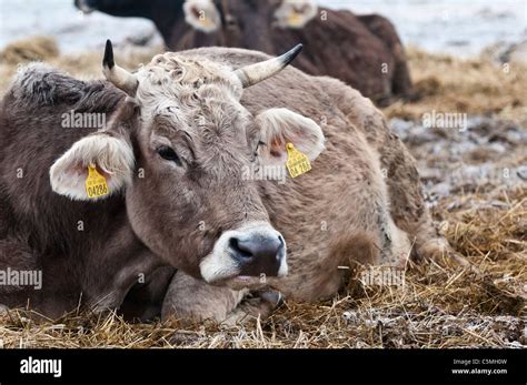 Brown Swiss Braunvieh Domestic Cattle Bos Primigenius Taurus On A