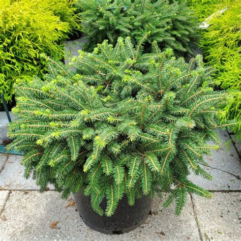 Cèdre Brandon Jardins Zeillinger Botanix