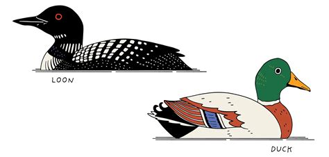 Kinds Of Waterfowl Is It A Loon Or Duck Bird Collective
