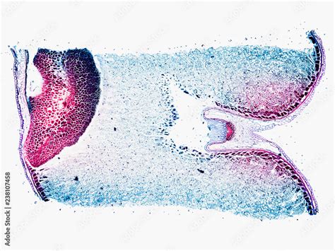 Triticum Aestivum Wheat Grain Kernel Cross Section Cut Under The