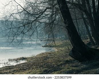 Leaning Naked Tree Nature View On Stock Photo Shutterstock