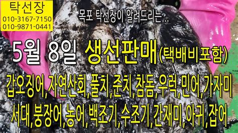 5월 8일 갑오징어 자연산회 풀치 준치회 참돔 우럭 민어 서대 붕장어 가자미 수조기 농어 백조기 간재미탁선장 목포 남도농수산 010 3167