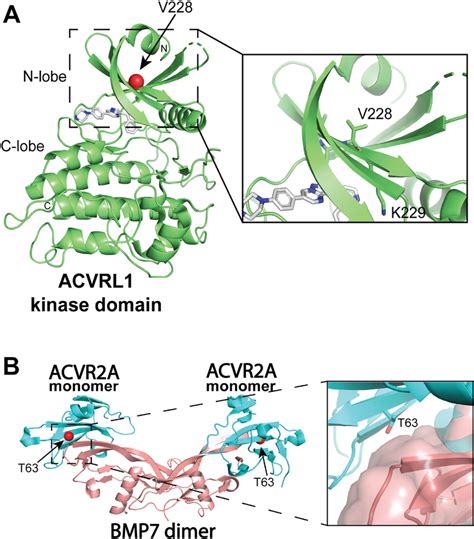 Molecular Models Of Mutations Identified In Activin Receptors Acvrl1