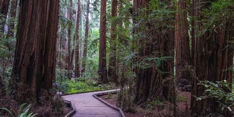 See Redwoods At Muir Woods National Monument Artofit