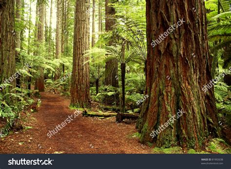 Large Tree Redwood Forest Ppt Template 38 Crystalgraphics