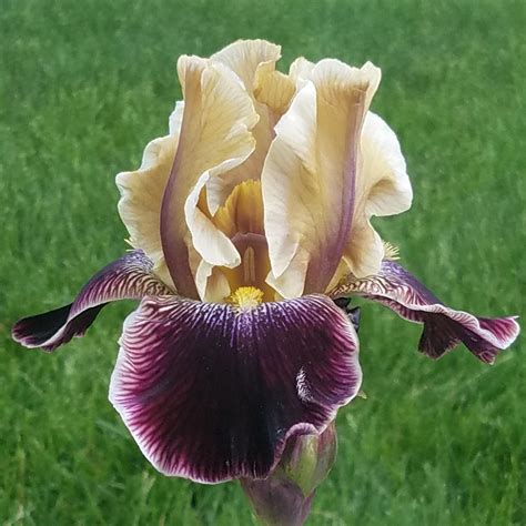 Iris G Table For Two