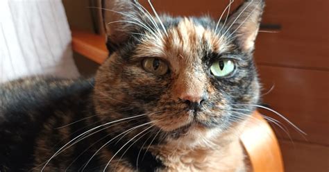 Hiss And Tell How Catnip Makes Cats Go Wild
