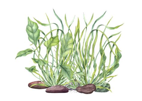 240 Seagrass Drawing Stock Illustrations Royalty Free Vector Graphics