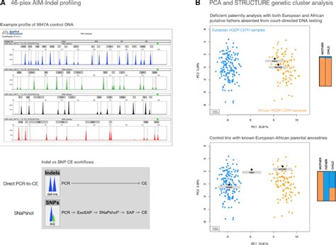 Using Indels As Ancestry Informative Markers In A Simple Kinship