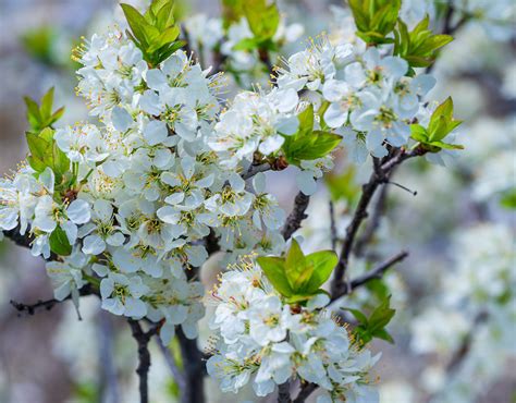 Prunus Maritima Native Gardens Of Blue Hill