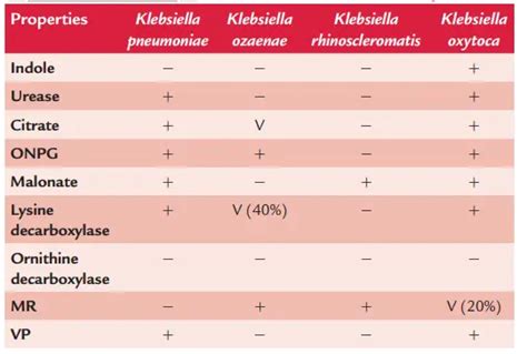 Coliform Bacteria Definition Classification Examples Biology