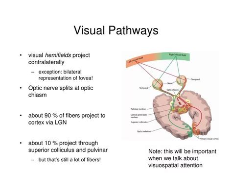 Ppt Visual Pathways Powerpoint Presentation Free Download Id 1896973