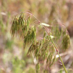 Bromus Tectorum Or Cheatgrass