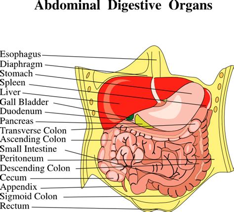 Anatomy Of Abdomen Organs