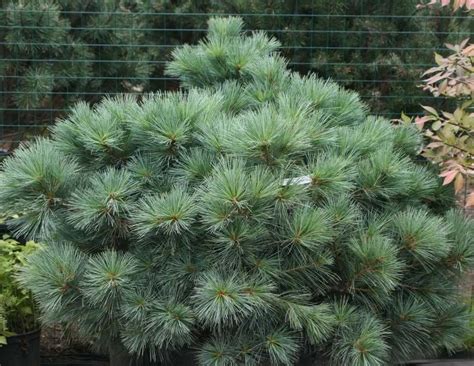 Conifers Dwarf