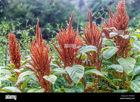Amaranth Flower Amaranthus Cruentus Hot Biscuits Garden Plant