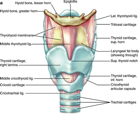 Larynx Anatomy Flashcards Quizlet