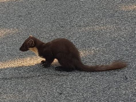 Biały Duch W Wałbrzyskich Lasach Gronostaj Uchwycony W Leśnej Fotopułapce Pod Wałbrzychem