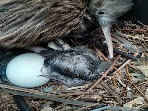 Kiwi Chick Hatches At Ngā Manu Nature Reserve In Waikanae Nz Herald