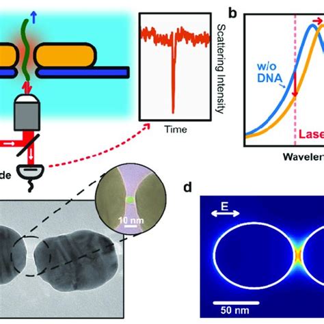 Plasmonic Nanopores For Single Molecule Optical Sensing A Schematic Download Scientific