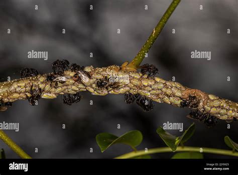 Adult Stingless Bee Of The Tribe Meliponini With Aetalionid Treehopper