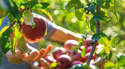 Apple Tree Growth Stages How Fast Do Apple Trees Grow