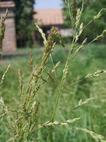 Graminaceae Da Determinare Natura Mediterraneo Forum Naturalistico