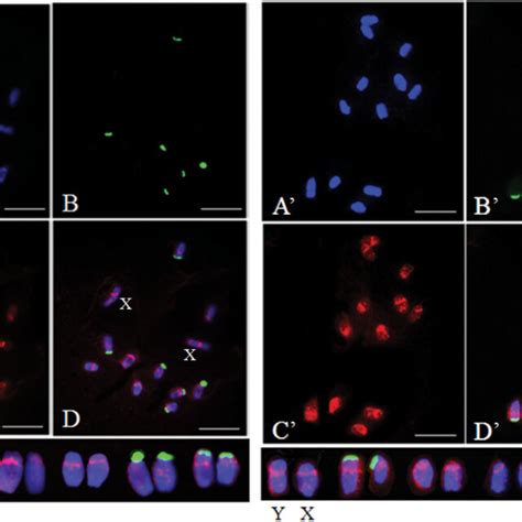 Distribution Patterns Of Hybridization Signals From Female And Male Download Scientific Diagram