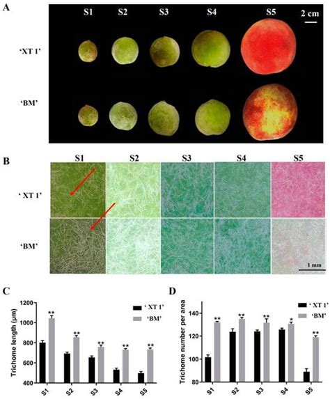 Agriculture Free Full Text Comparative Transcriptome Analysis