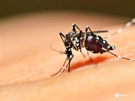 Dengue Surge In Uk Travellers Sparks Mosquito Bite Prevention Alert
