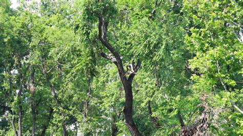 Gardener Cutting Tree Branches At The Park Using Grass Cutting Machine
