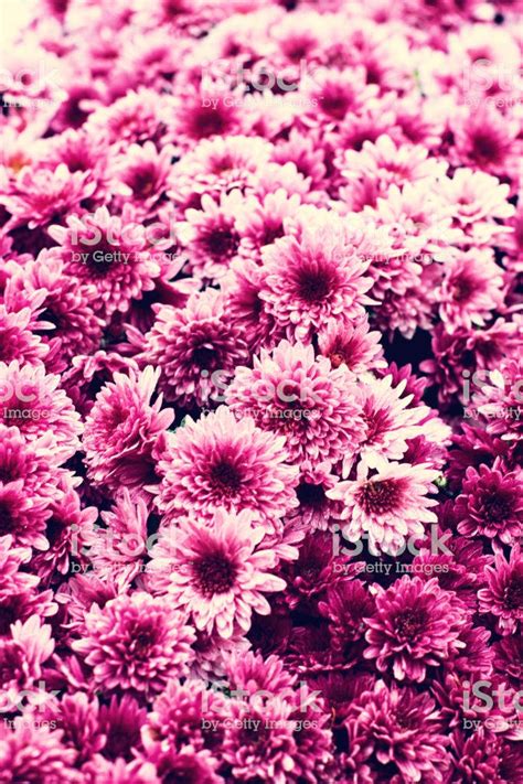 Download Lovely Blumen Flowers Theme Wallpaper