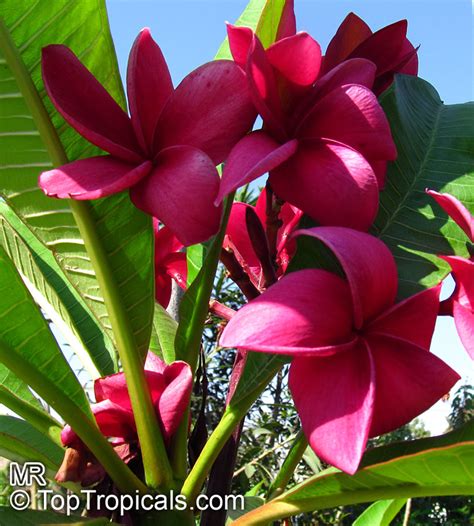 Plumeria Rubra Pink Frangipani Top Tropicals Plant Encyclopedia